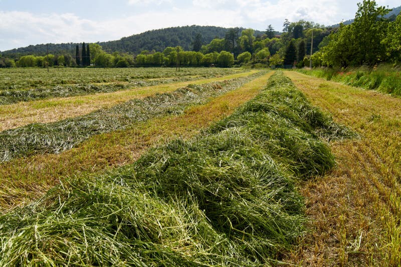 Green Fields with Grass and Hay Cut Ready To Be Harvested Stock Image ...