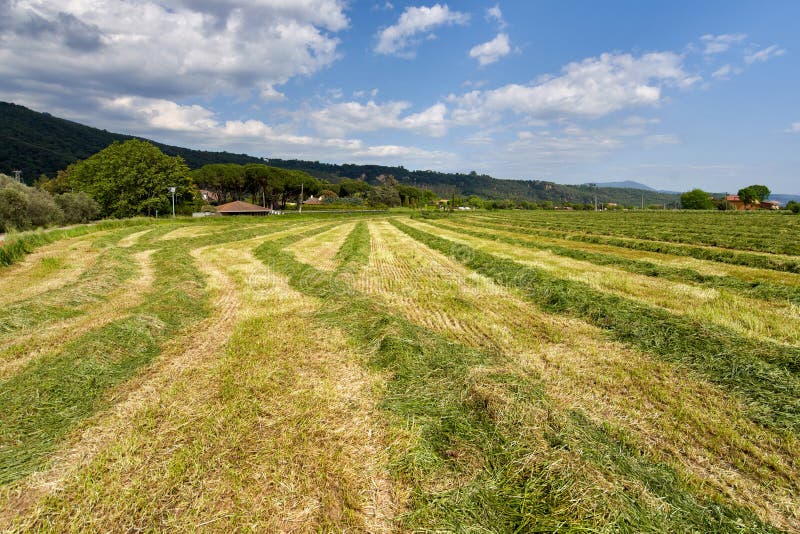 Green Fields with Grass and Hay Cut Ready To Be Harvested Stock Photo ...
