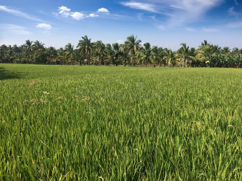 Farming land of india stock photo. Image of background - 24539896