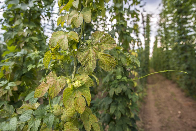 Green fields of hops stock image. Image of celje, bitter - 122807313