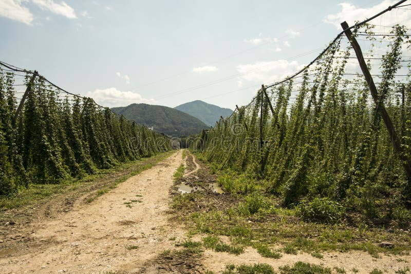 Green fields of hops stock photo. Image of desktop, beautiful - 122807334