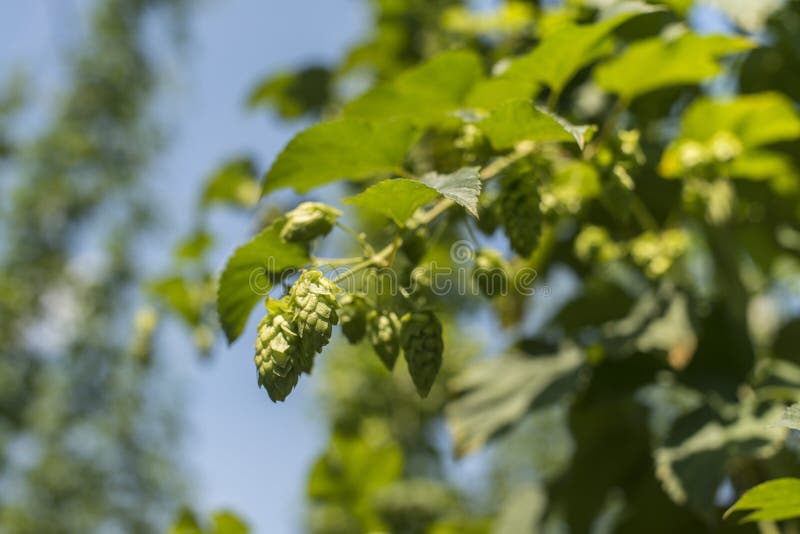 Green fields of hops stock photo. Image of flower, bitter - 122807652