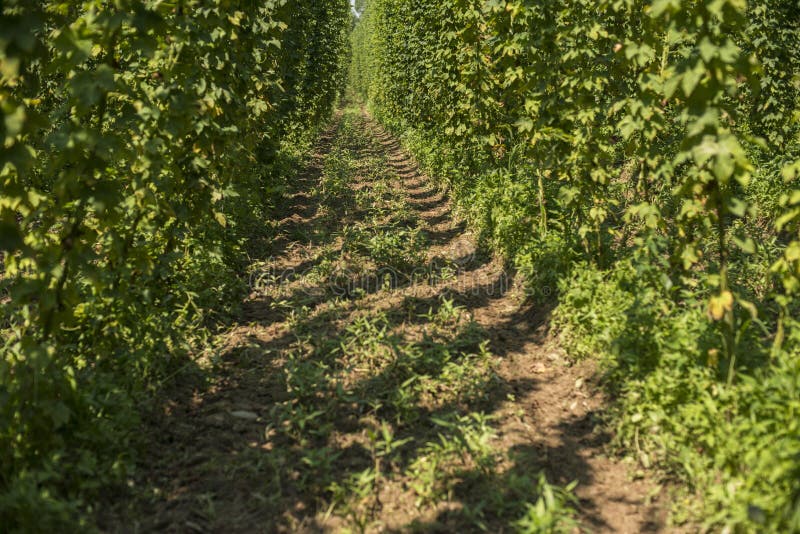 Green fields of hops stock photo. Image of brewery, farm - 122807720