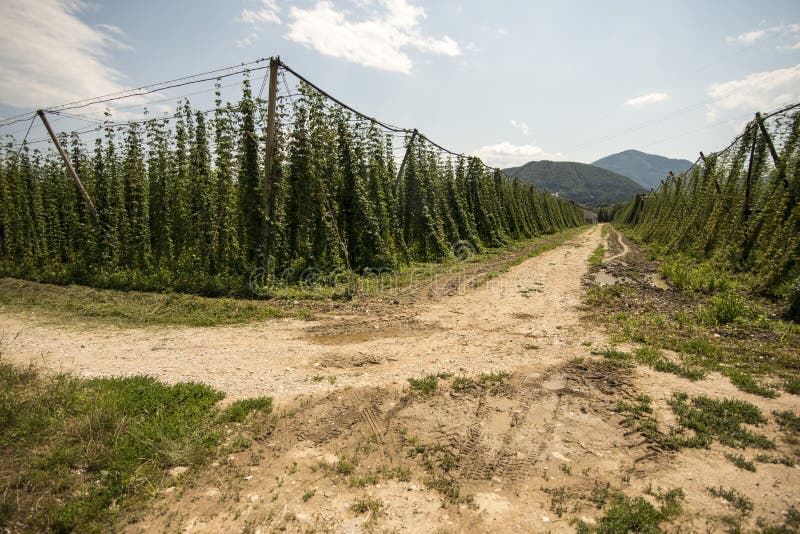 Green fields of hops stock photo. Image of beautiful - 122807916