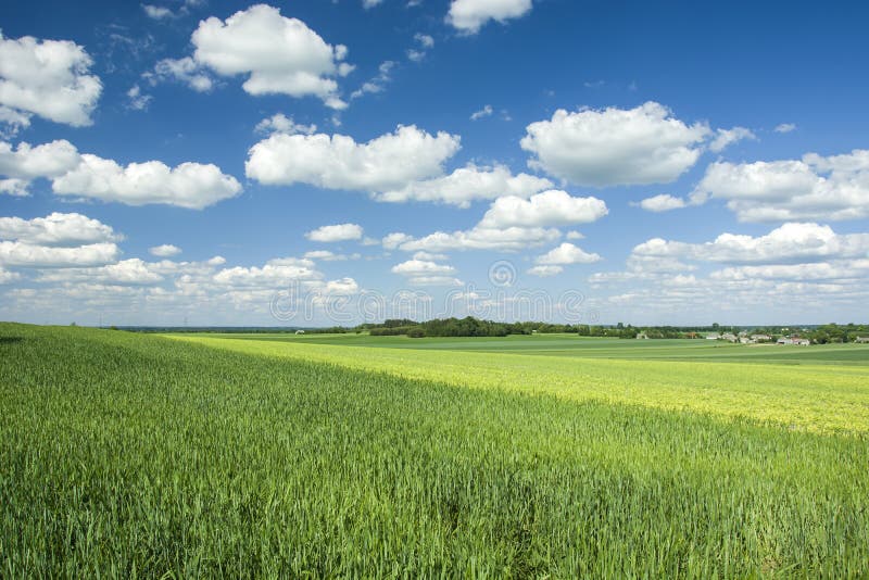 Green Fields, Horizon and White Clouds Stock Photo - Image of white ...