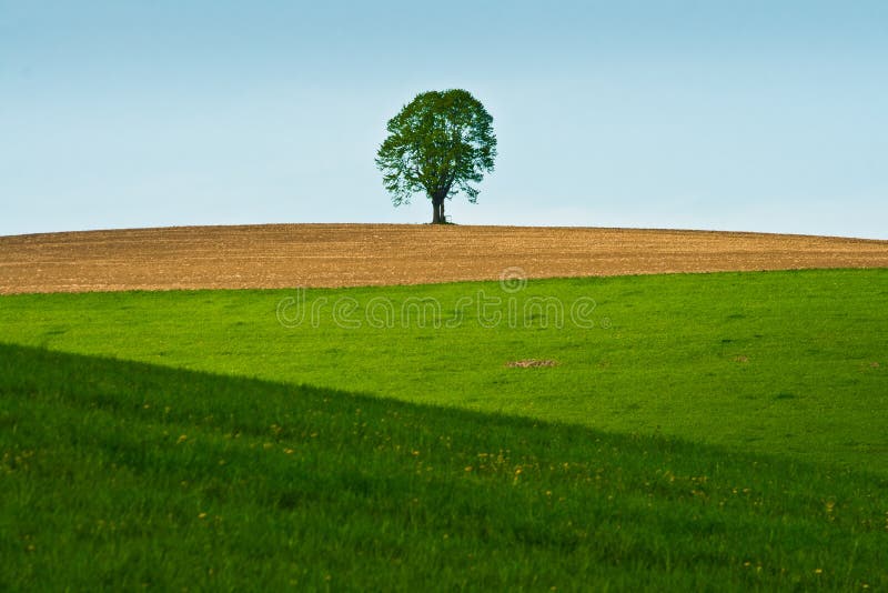 Green fields stock image. Image of forest, exterior, tree - 31189621