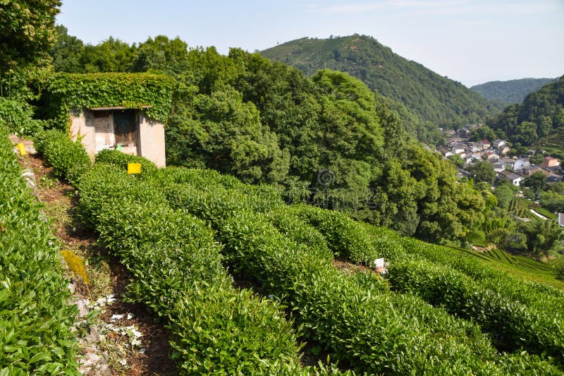 The Green Fields at the Longjing Tea Terrace in Hangzhou, China Stock ...