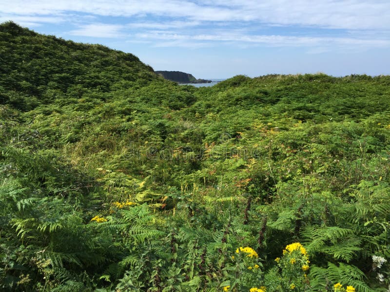 Green fields stock photo. Image of blue, cloudy, fern - 89945588
