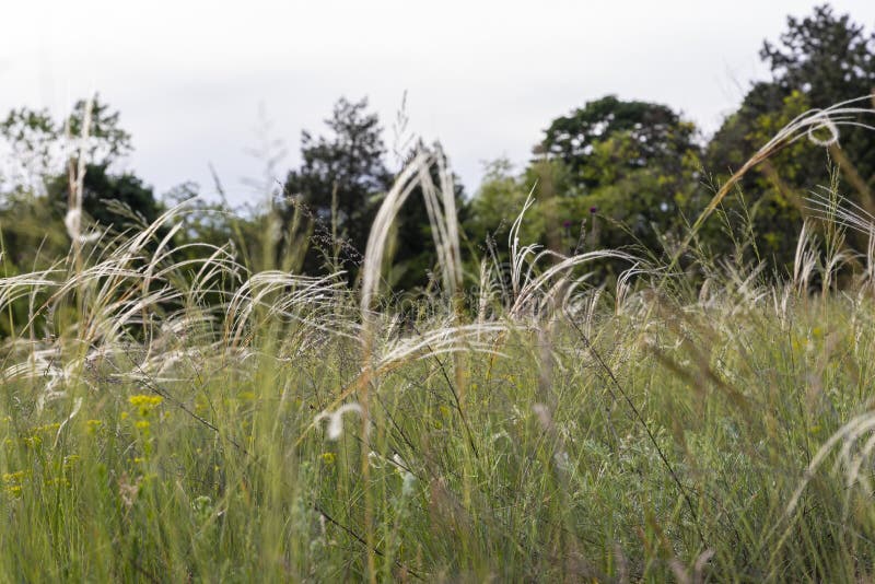Green Fields and Meadows in the Woods Stock Photo - Image of spring ...