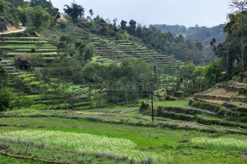 Green fields Nepal stock photo. Image of agriculture - 122807148