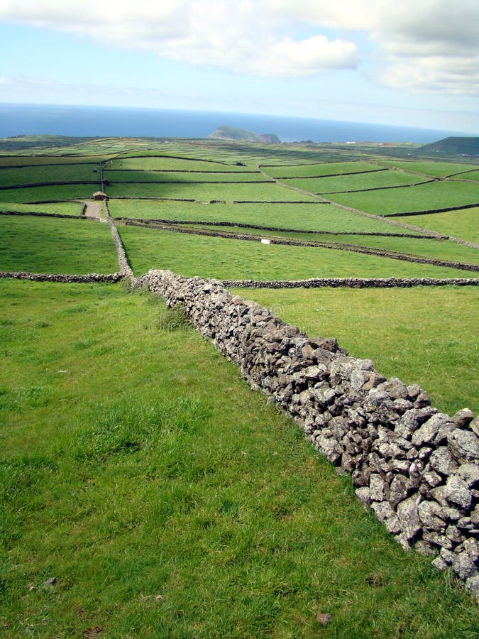 Field and Hydrangeas in the Faial Island Stock Image - Image of field ...