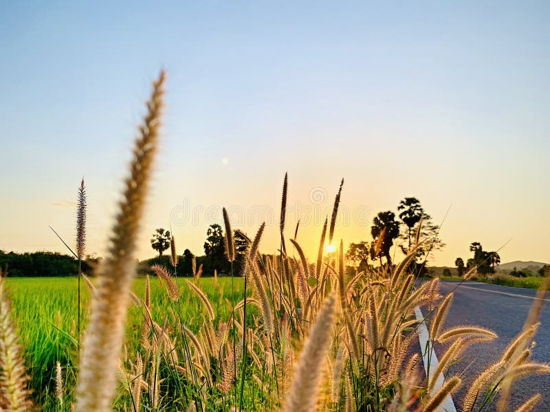 Natural Rice Fields in Pattani, Thailand Stock Image - Image of green ...