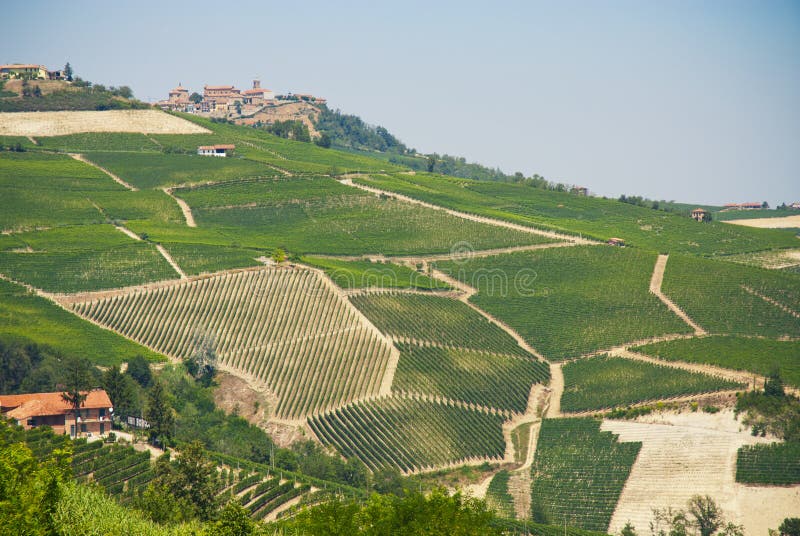 Green fields perspective stock photo. Image of field - 22004308