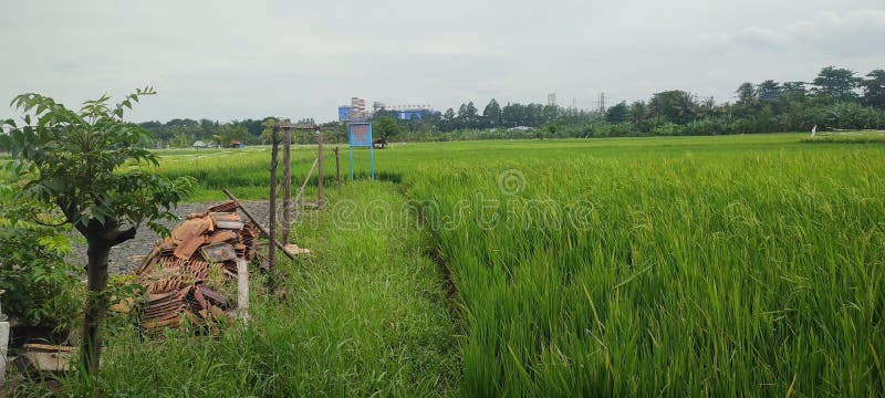 Green Fields Planted with Rice Stock Image - Image of land, grass ...
