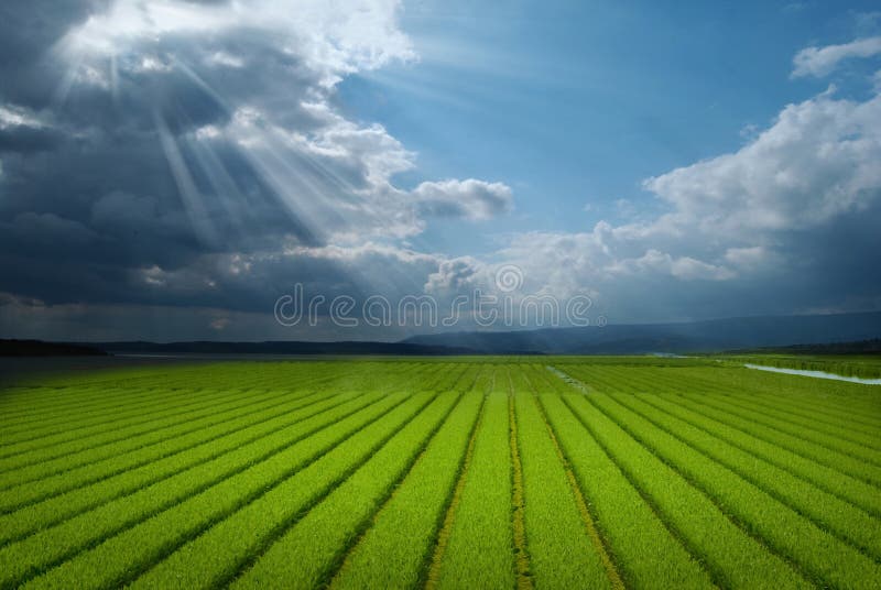 Green fields after raining stock image. Image of field - 11571495