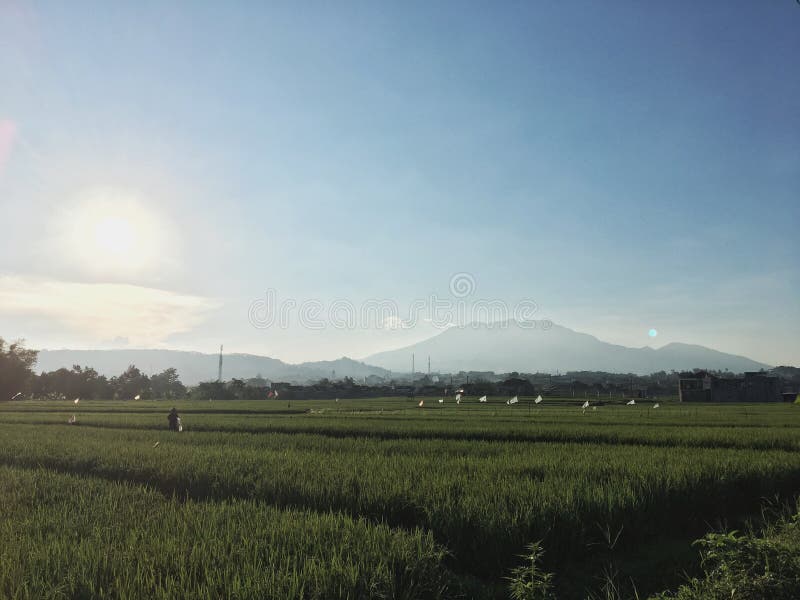 Paddy Fields and Mountain, Central Java, Indonesia Stock Photo - Image ...