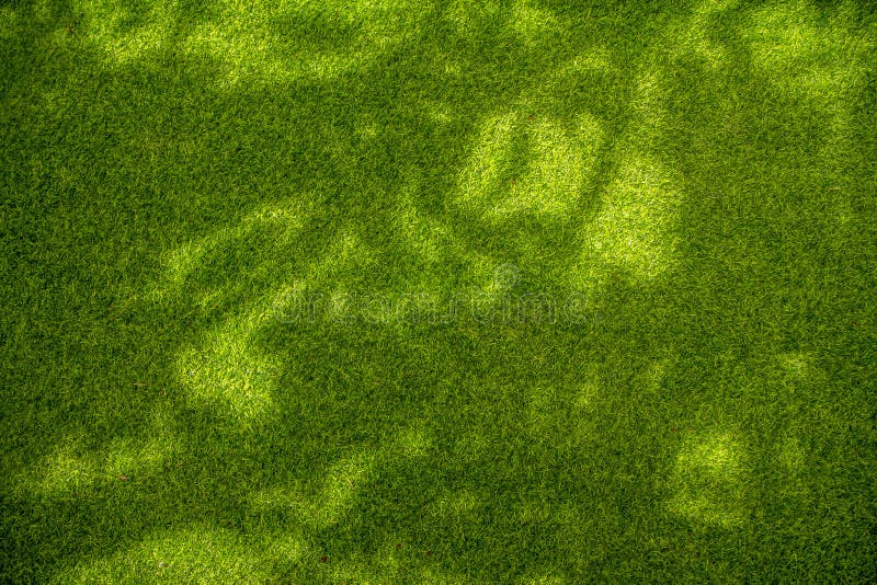 Green Fields with Shade of Trees. the Shadow Leaves Fall from the Tree ...
