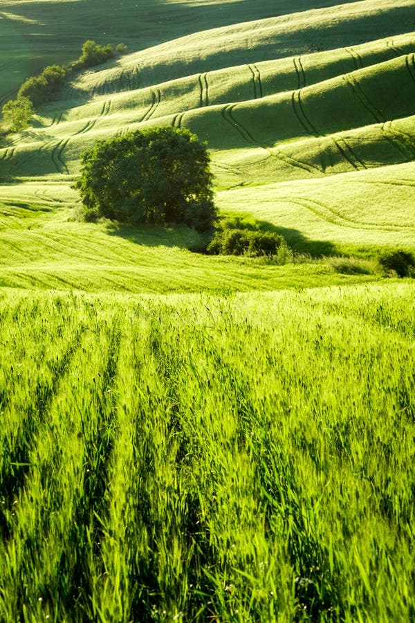 Green Fields Stretching To the Valley in Tuscany Stock Image - Image of ...