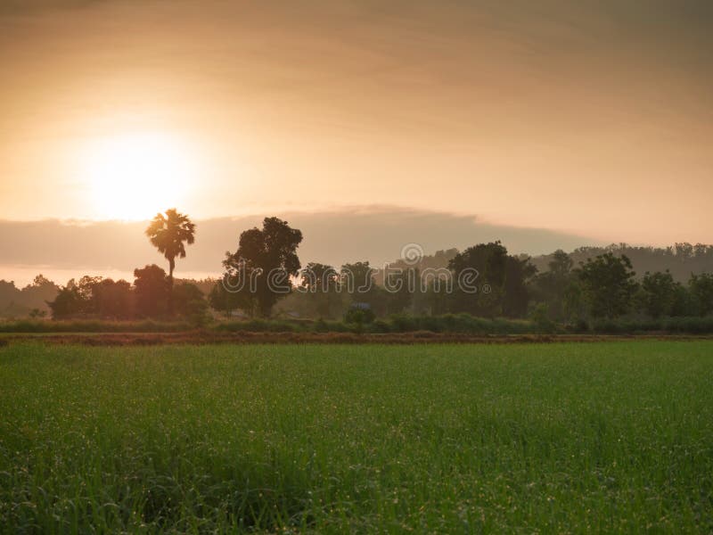 Green Fields with the Sun on the Golden Dawn. Stock Photo - Image of ...