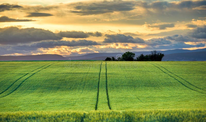 Green Fields at Sunset in Provence Stock Image - Image of countryside ...
