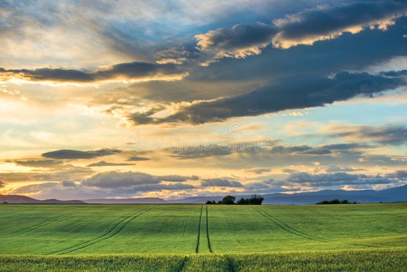 Green Fields at Sunset in Provence Stock Photo - Image of home ...