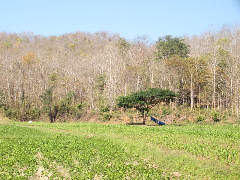 Green fields and trees stock photo. Image of oriental - 185707996
