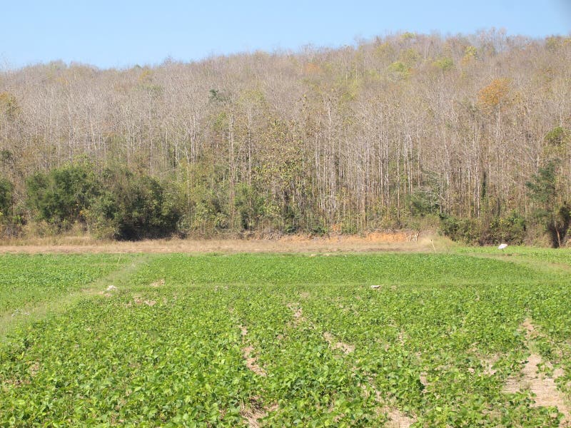 Green fields and trees stock image. Image of landscape - 185709039