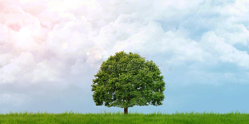 Green Fields and Trees Cloudy Sky the Sun Shines Panoramic View 3D ...