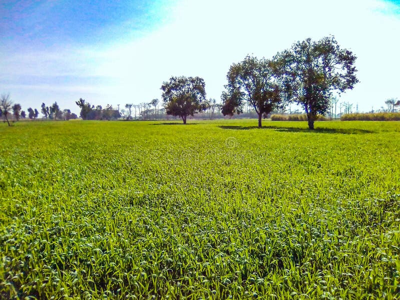 Green Fields and Trees on a Cool Day Stock Image - Image of grass ...