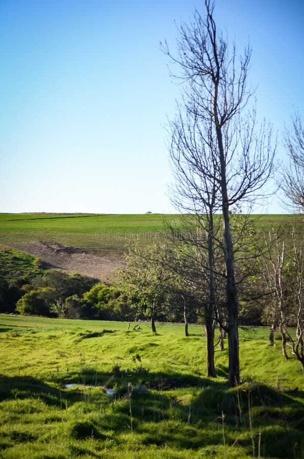 Green fields with trees stock photo. Image of green - 225672984