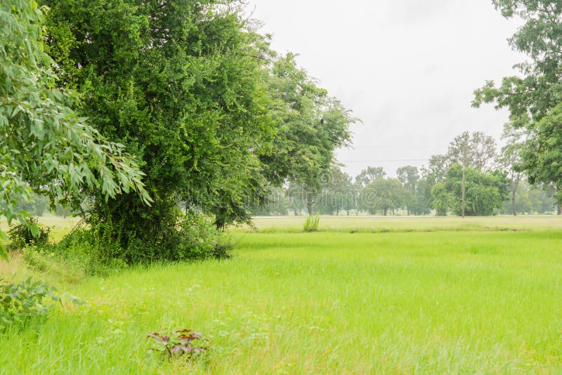 .Green Fields and Trees and Rain Stock Image - Image of park, cloudy ...