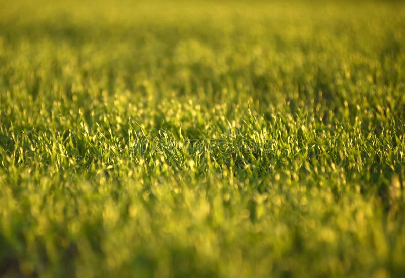 Green Fields of Wheat in Spring. Fresh Green Wheat Grass in Sunlight ...