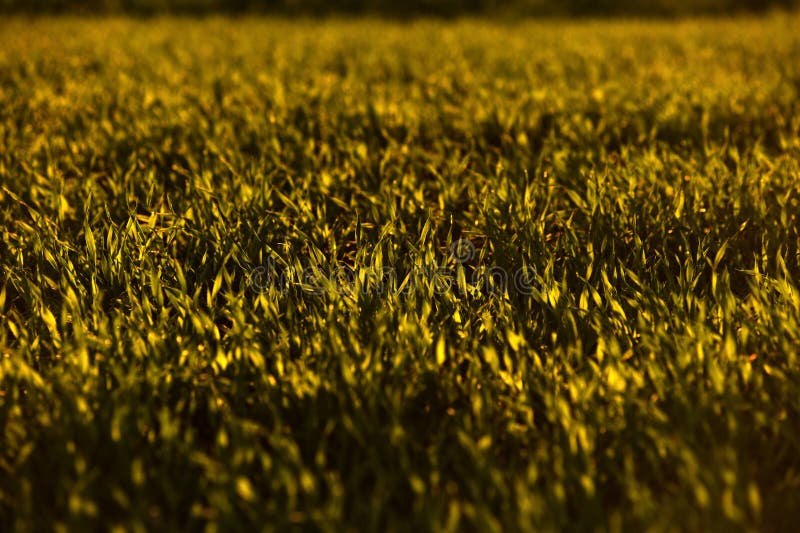 Green Fields Of Wheat In Spring. Fresh Green Wheat Grass In Sunlight ...