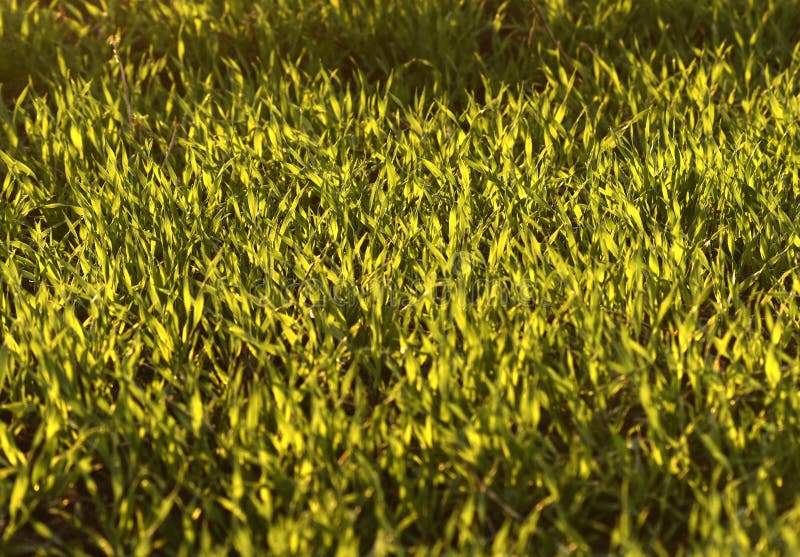 Green Fields of Wheat in Spring. Fresh Green Wheat Grass in Sunlight ...