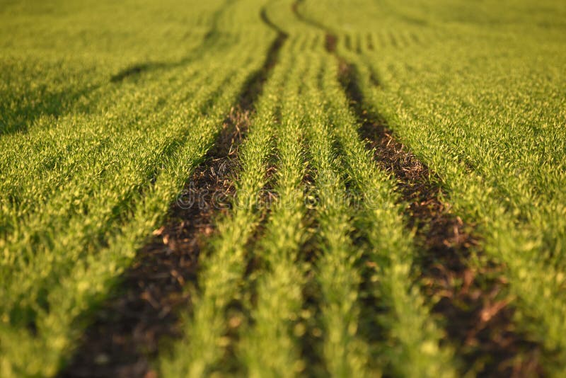 Green Fields of Wheat in Spring. Fresh Green Wheat Grass in Sunlight ...