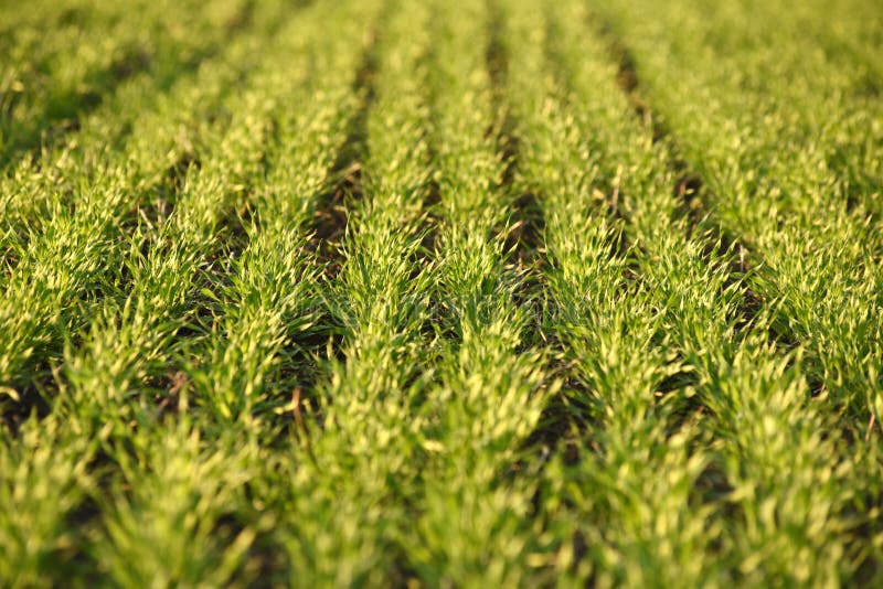 Green Fields of Wheat in Spring. Fresh Green Wheat Grass in Sunlight ...