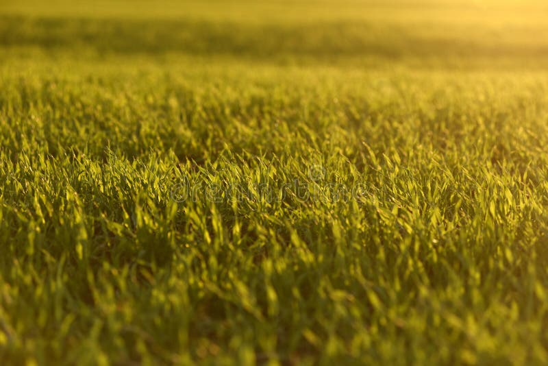 Green Fields of Wheat in Spring. Fresh Green Wheat Grass in Sunlight ...