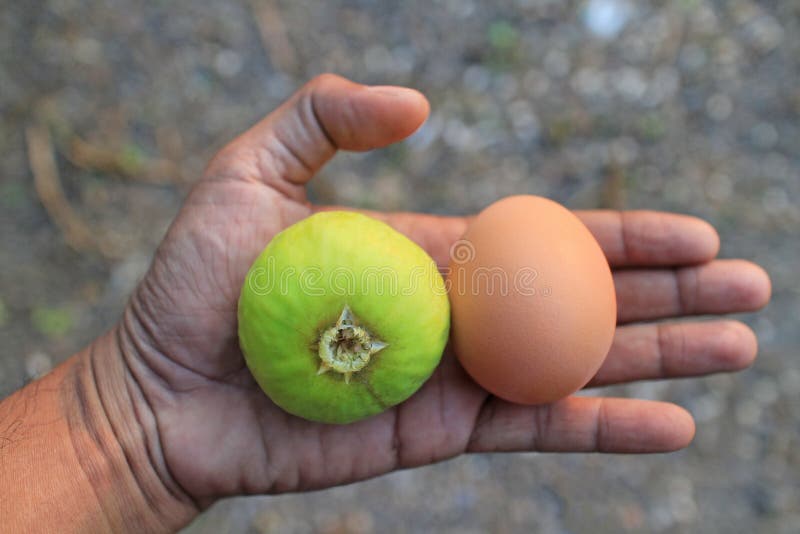 Green fig fruit and egg. stock image. Image of ingredient - 98982407