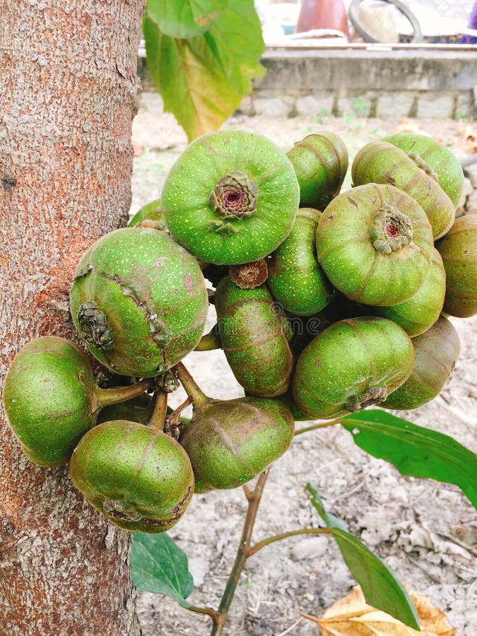 Green Fig Fruit on Tree in Asia Stock Image - Image of aliment, natural ...