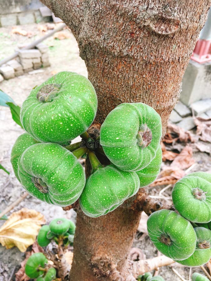 Green Fig Fruit on Tree in Asia Stock Image - Image of juicy ...