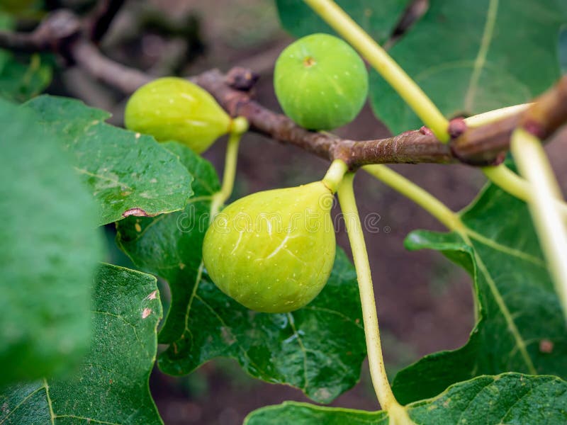 Green Fig Fruits on the Branch of a Fig Tree Stock Image - Image of ...