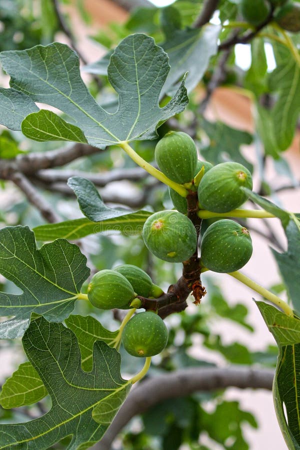 Green Fig Fruits on the Tree. Stock Image - Image of organic, nature ...