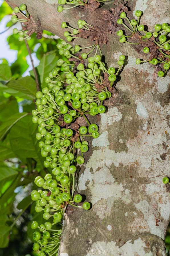 Cluster Fig Tree of Gular Fig Tree Botanical Name is Ficus Racemosa in ...