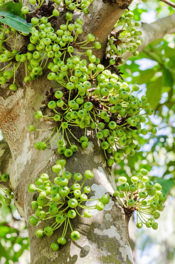 Cluster Fig Tree of Gular Fig Tree Botanical Name is Ficus Racemosa in ...