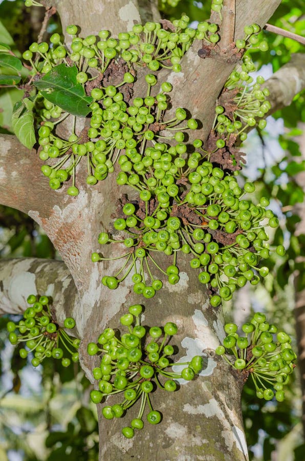 Cluster Fig Tree of Gular Fig Tree Botanical Name is Ficus Racemosa in ...