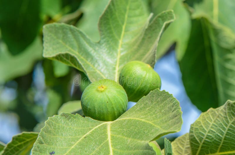 A Green Fig Tree Branch with Lush Leaves and a Single Fig Fruit Stock ...