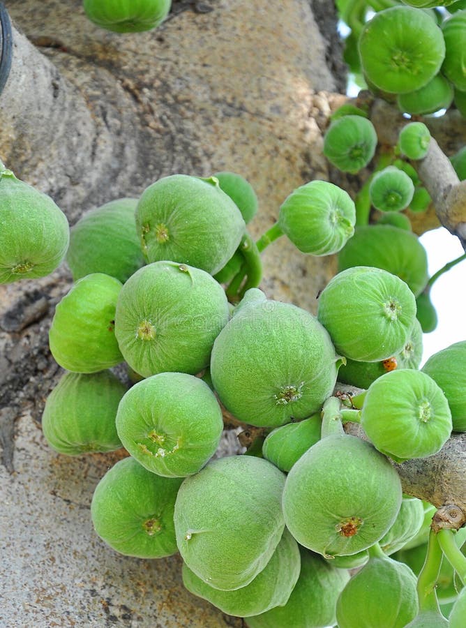 Green Figs stock photo. Image of white, isolated, seed - 11062898