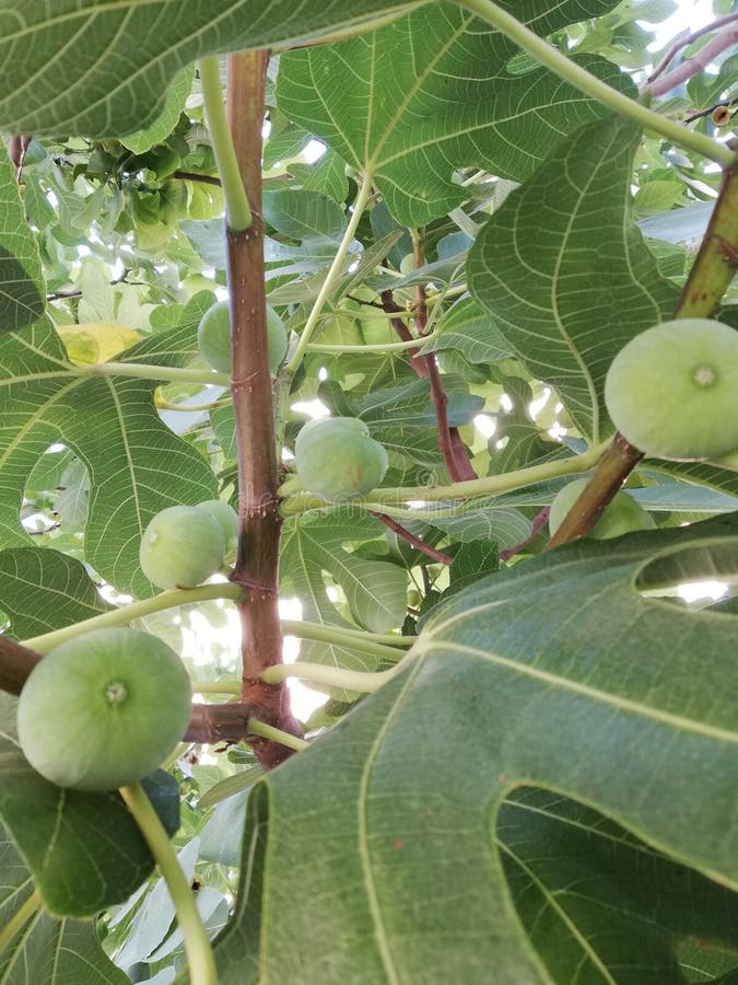 Green figs on the fig tree stock photo. Image of tree - 124171582