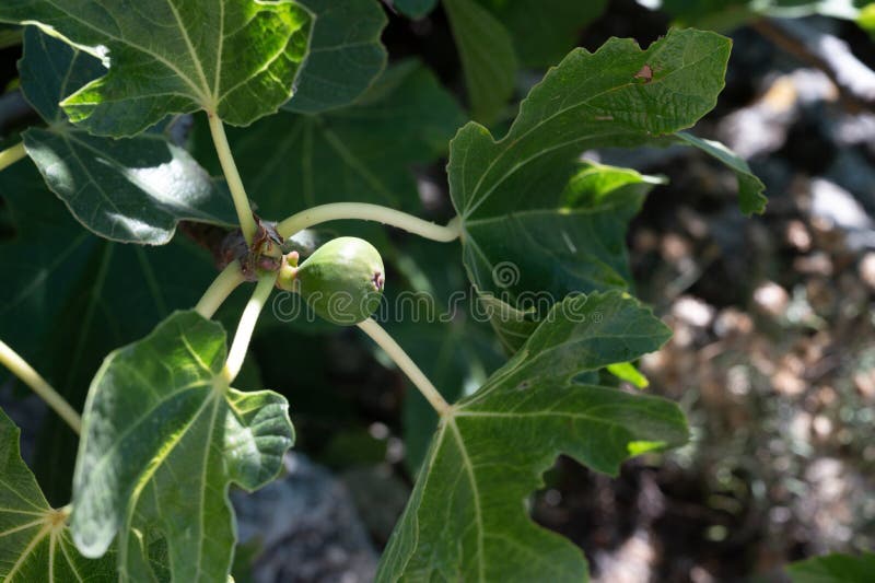 Green Figs Fruits Growing on Fig Tree in Summer Stock Photo - Image of ...