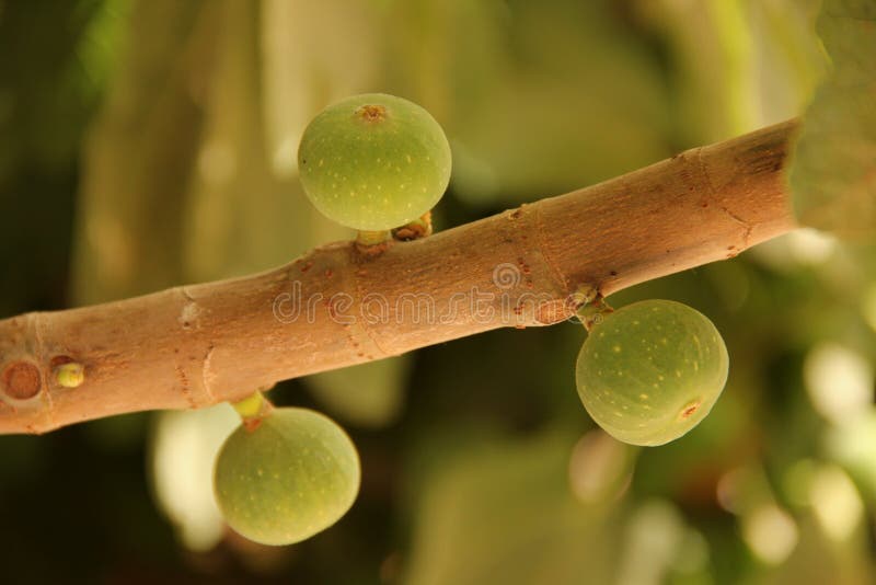 342 Figs Morocco Stock Photos - Free & Royalty-Free Stock Photos from ...
